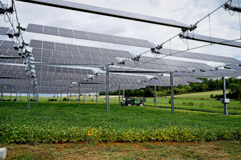 What Are Agrivoltaics? What do Agrivoltaics do?